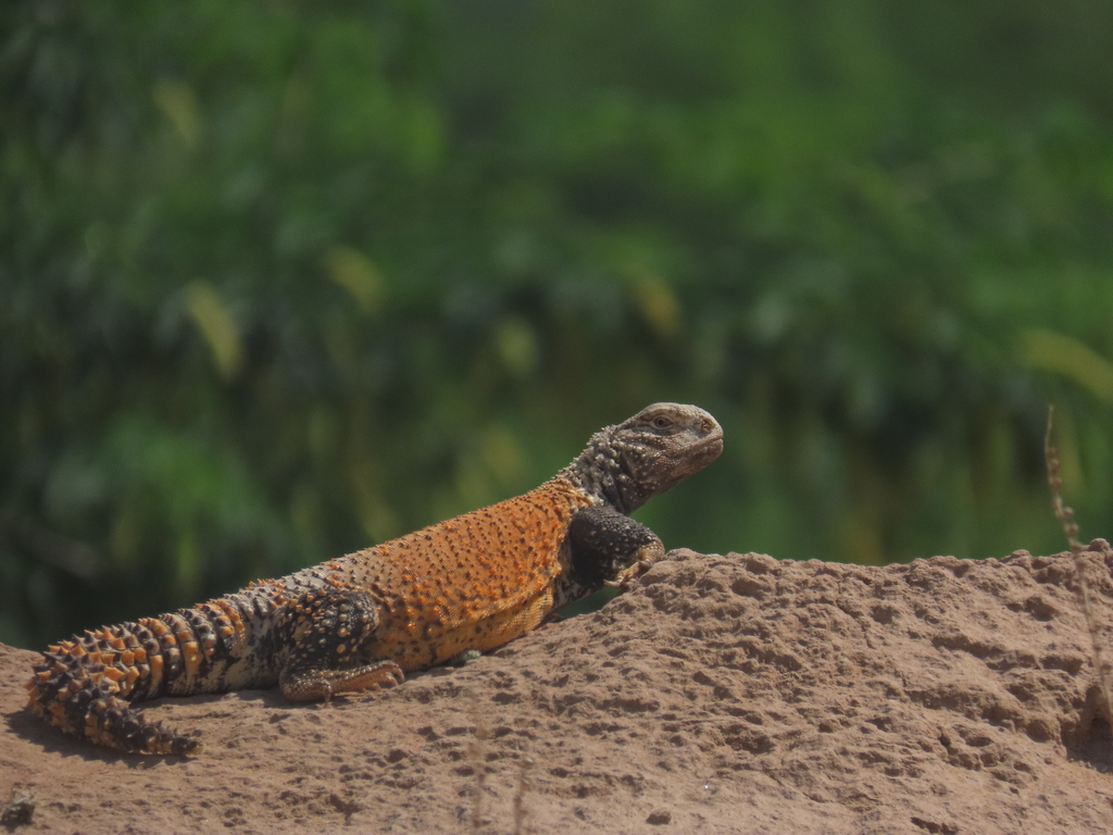 Mesopotamian Spiny-tailed Lizard from Khuzestan Province, Iran on April ...