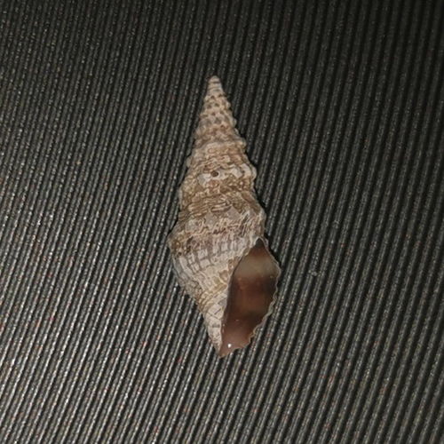 Paradrillia patruelis · iNaturalist