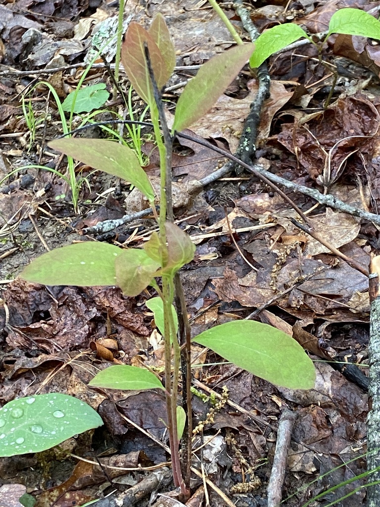 Blue Ridge blueberry from Louisville, KY, USA on April 28, 2023 at 10: ...