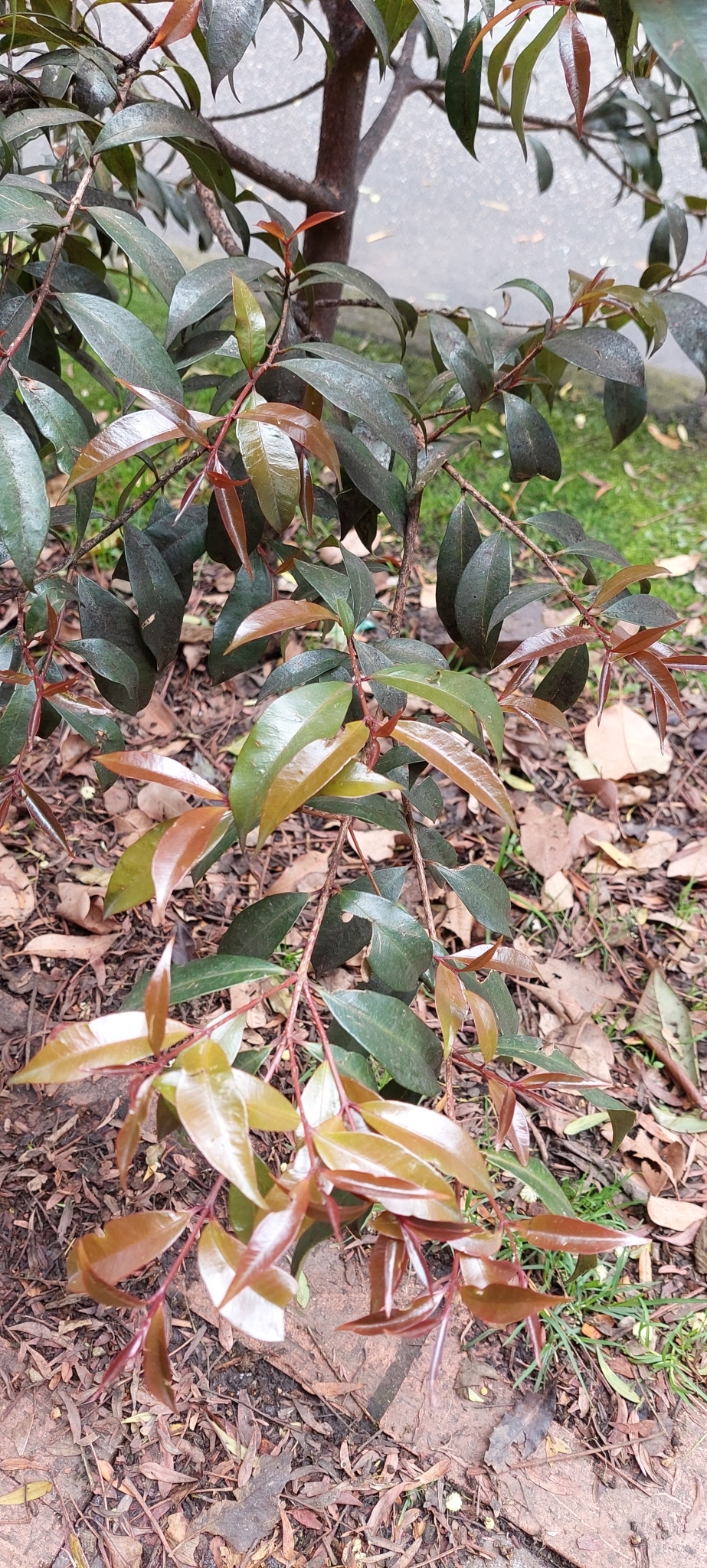 Syzygium paniculatum Gaertn.