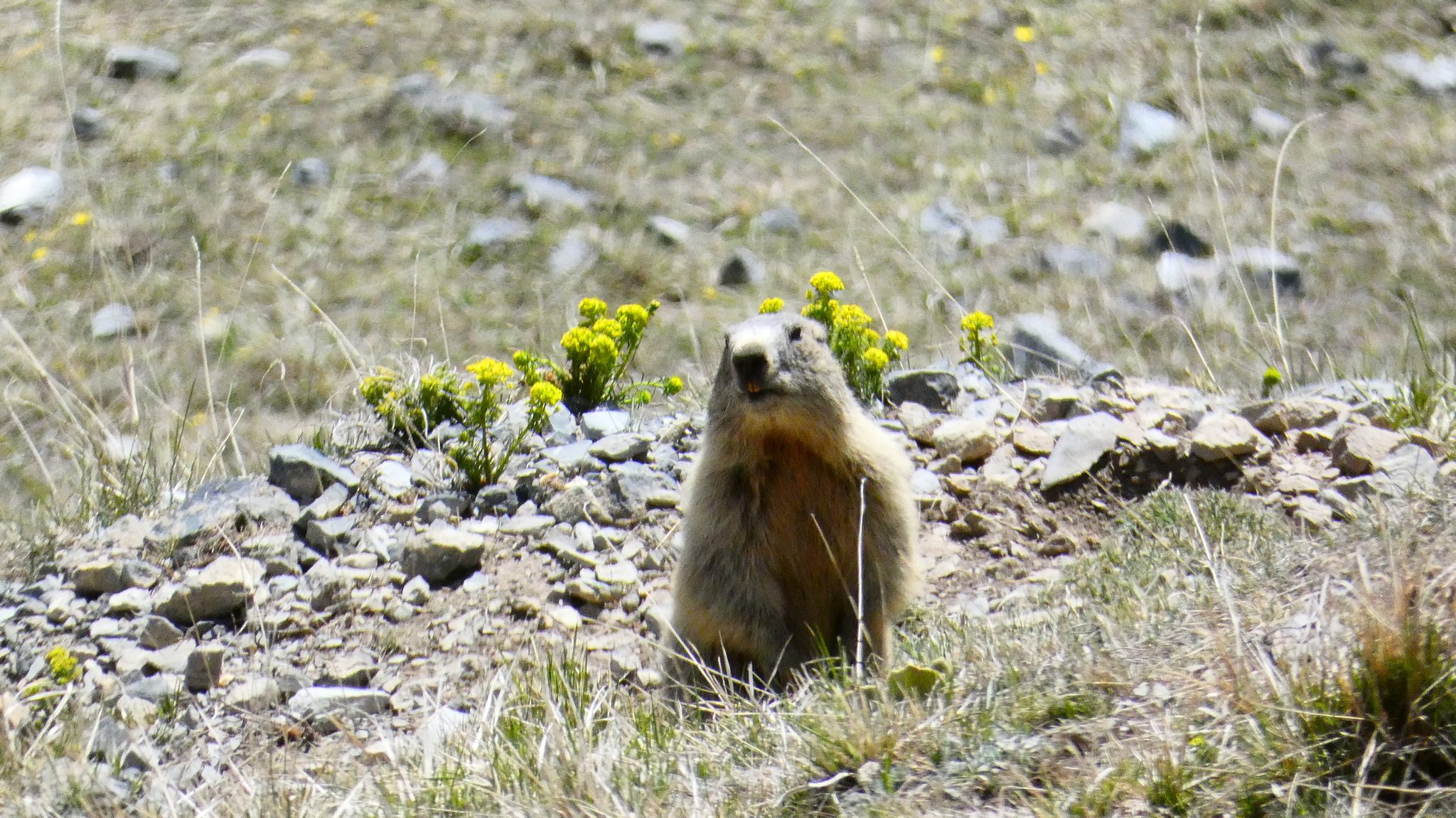 Marmota marmota (Linnaeus, 1758)