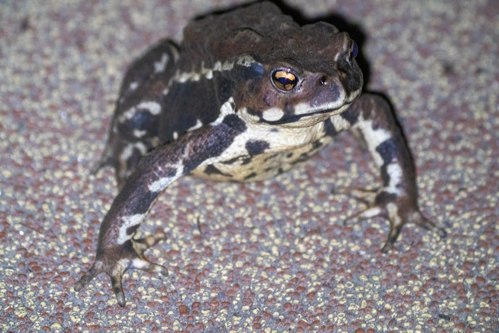 Eastern-Japanese Common Toad from 日本、東京都多摩市乞田川 on April 28, 2023 at 08: ...