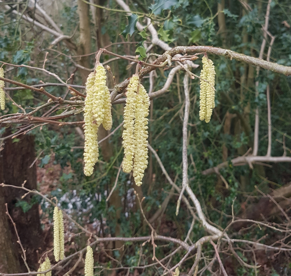 common hazel from Cheshire East, UK on February 04, 2023 at 11:17 AM by ...