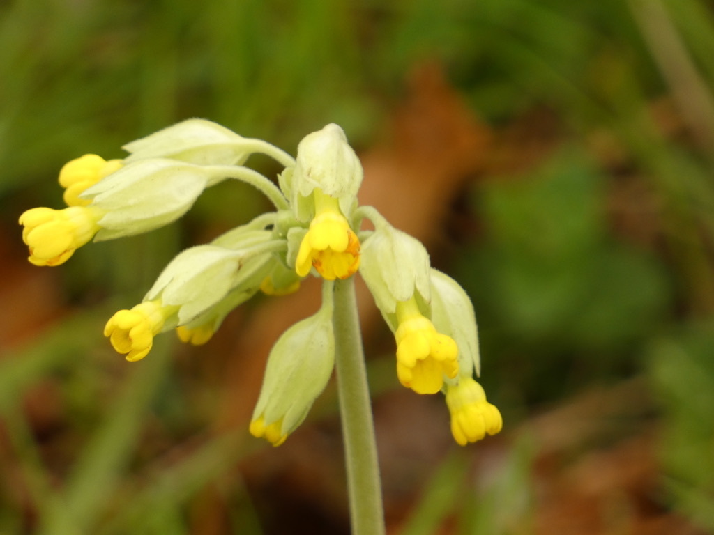 Cowslip from Norfolk, UK on April 28, 2023 at 10:31 AM by Leo Earl ...