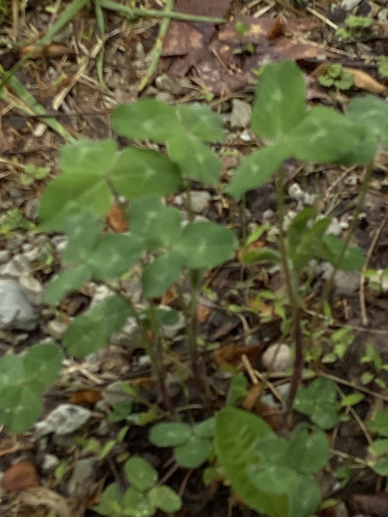 clovers from Louisville, KY, USA on April 28, 2023 at 10:08 AM by ...