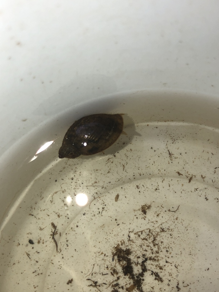 Acute Bladder Snail from Northwest Raleigh, Raleigh, NC, US on April 28 ...