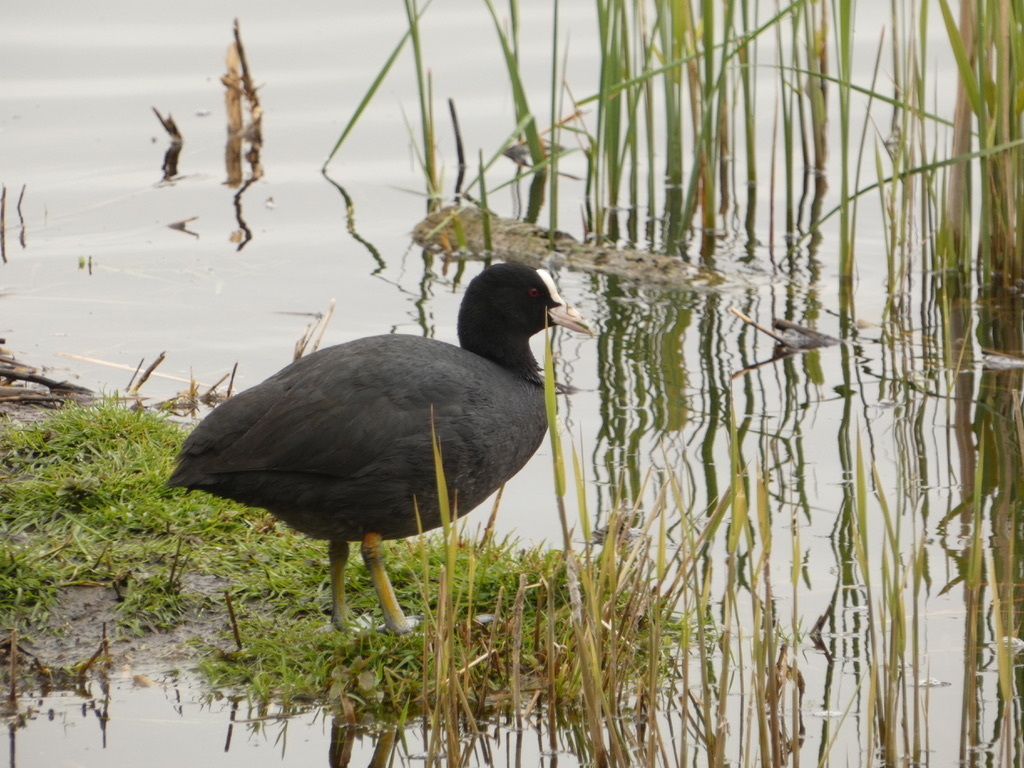 Eurasian Coot from Norfolk, UK on April 28, 2023 at 10:23 AM by Leo ...