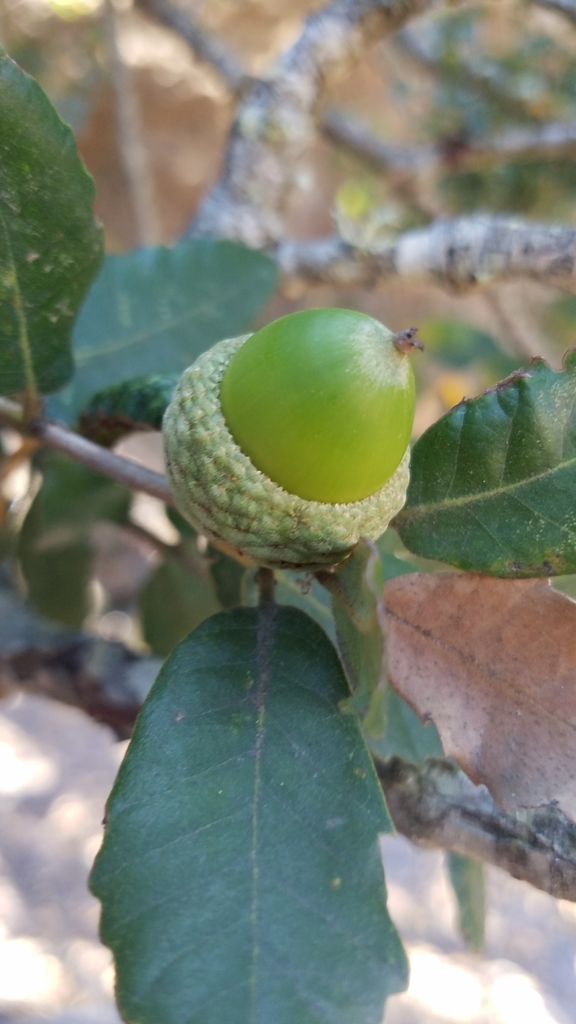 island oak (Quercus tomentella) - Botanical Realm