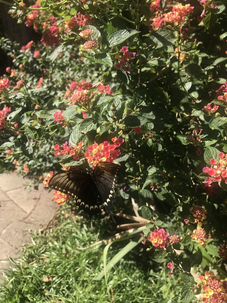 Astyalus Swallowtail in May 2020 by phott · iNaturalist