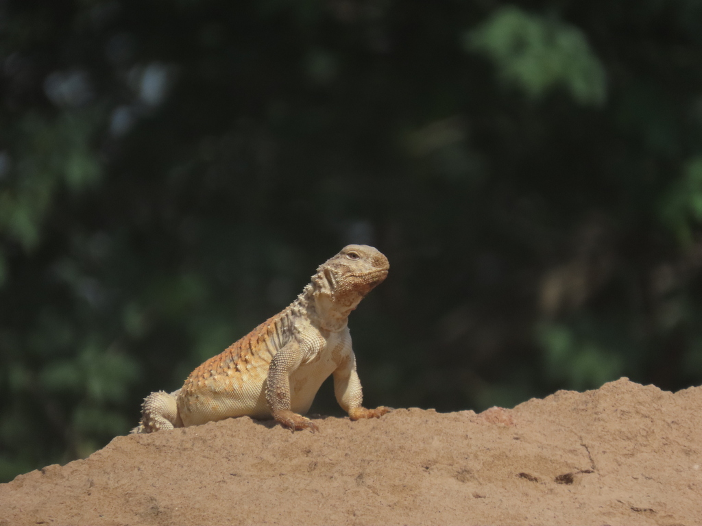 Mesopotamian Spiny-tailed Lizard from Khuzestan Province, Iran on April ...