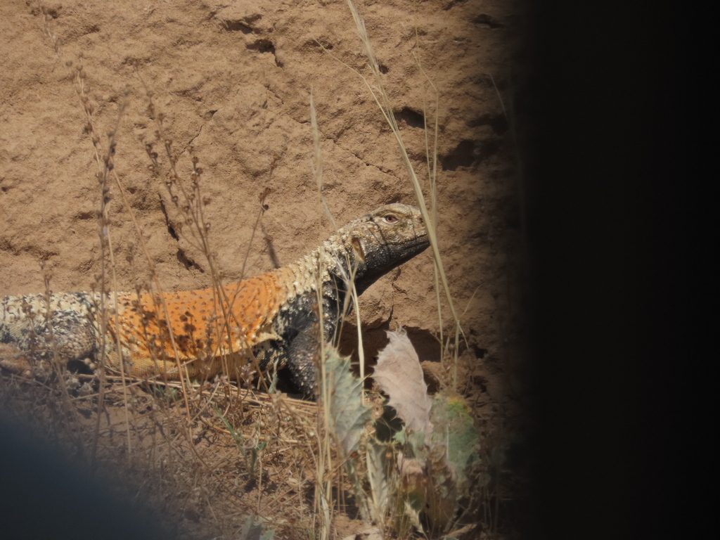 Mesopotamian Spiny-tailed Lizard from Khuzestan Province, Iran on April ...