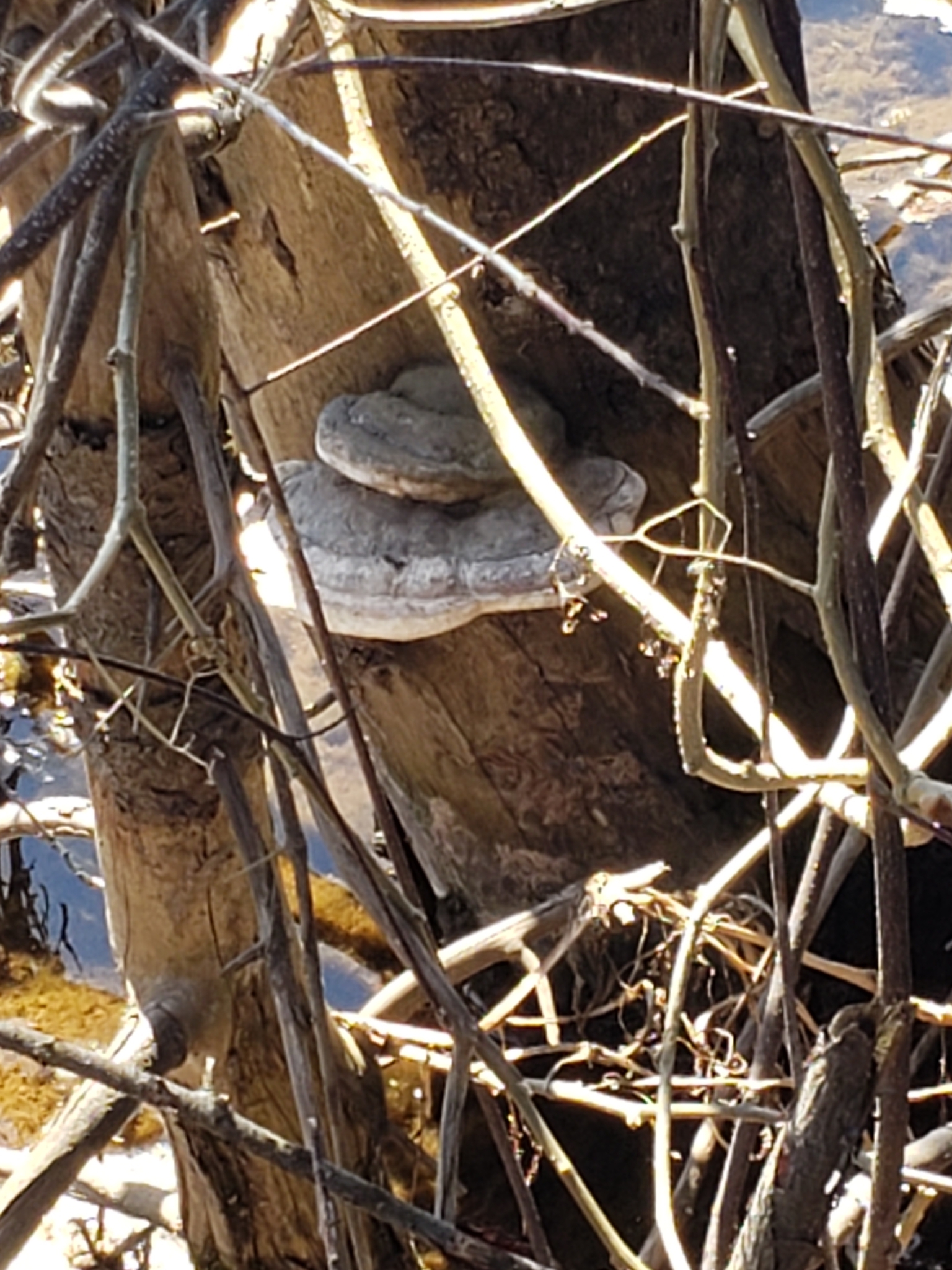 Ganoderma megaloma (Lév.) Bres.