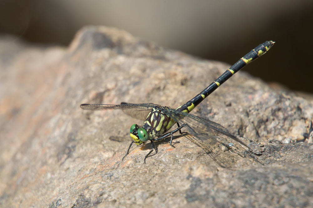 Stylogomphus albistylus (Eastern Least Clubtail) (Dragonflies and ...