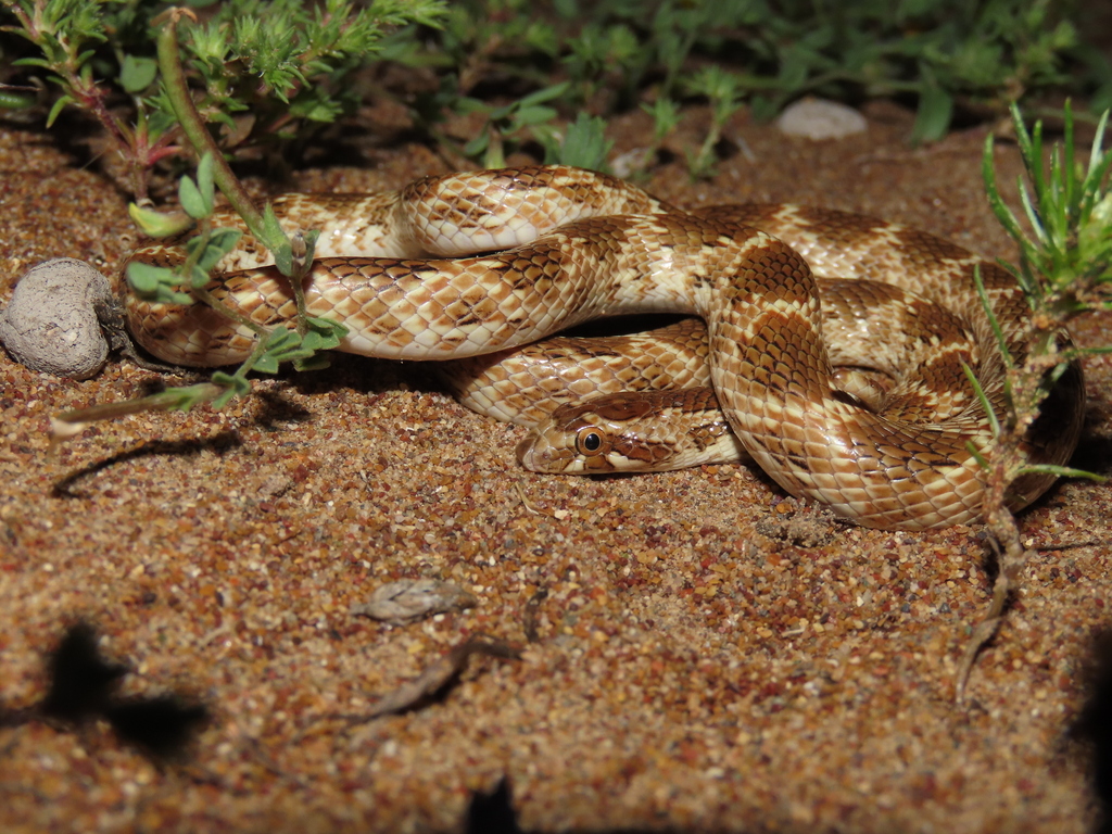 Awl-headed Snake from Khuzestan Province, Iran on March 26, 2023 at 12: ...