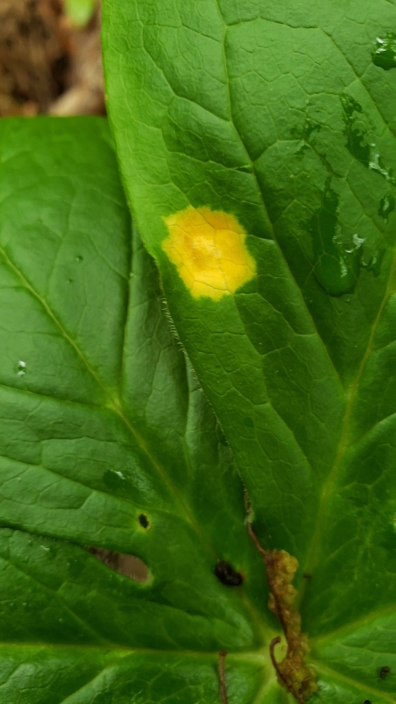 Mayapple Rust from Hollyvilla, KY 40118, USA on April 28, 2023 at 10:59 ...