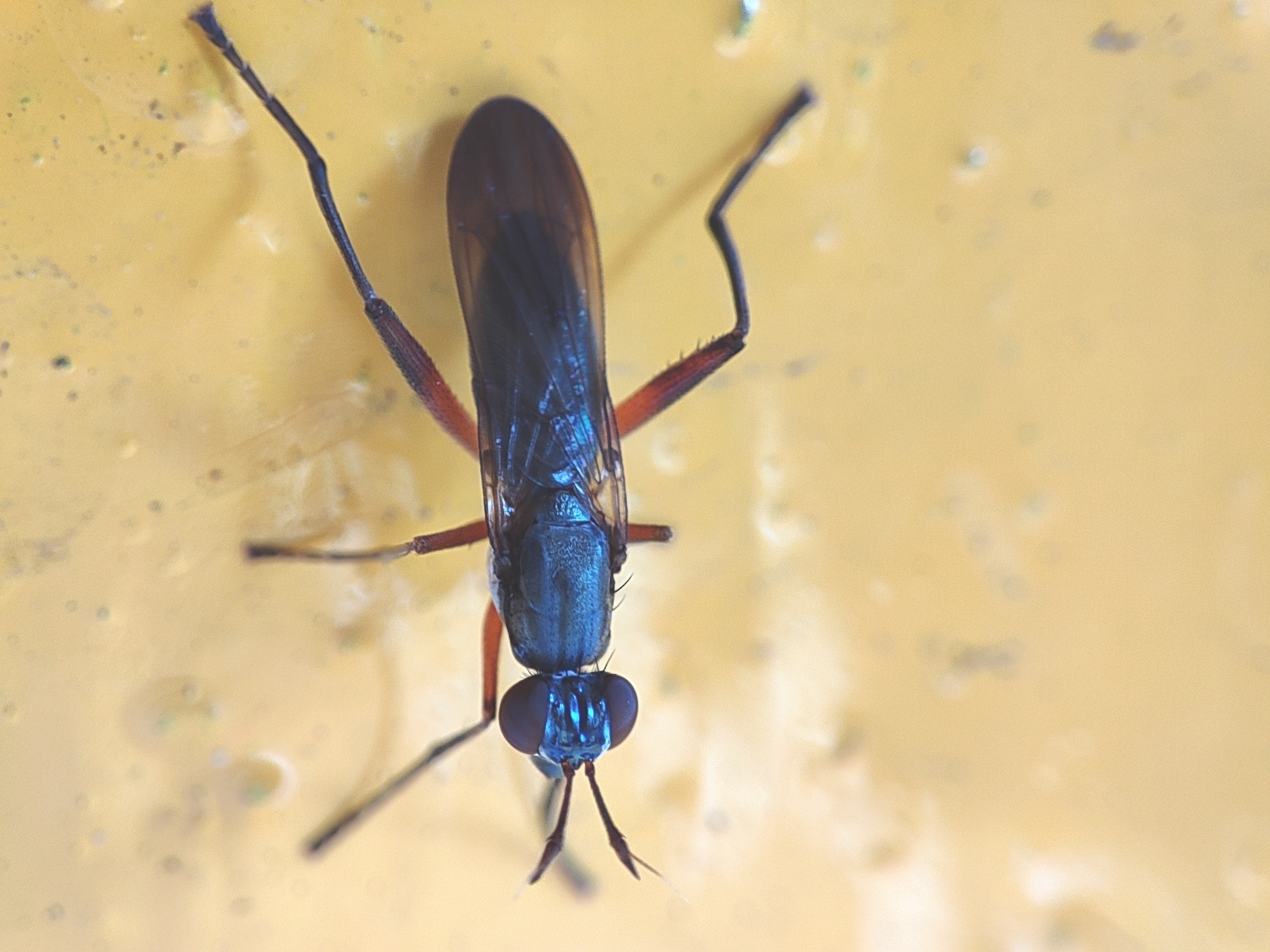 Sepedon sphegea (Fabricius, 1775)