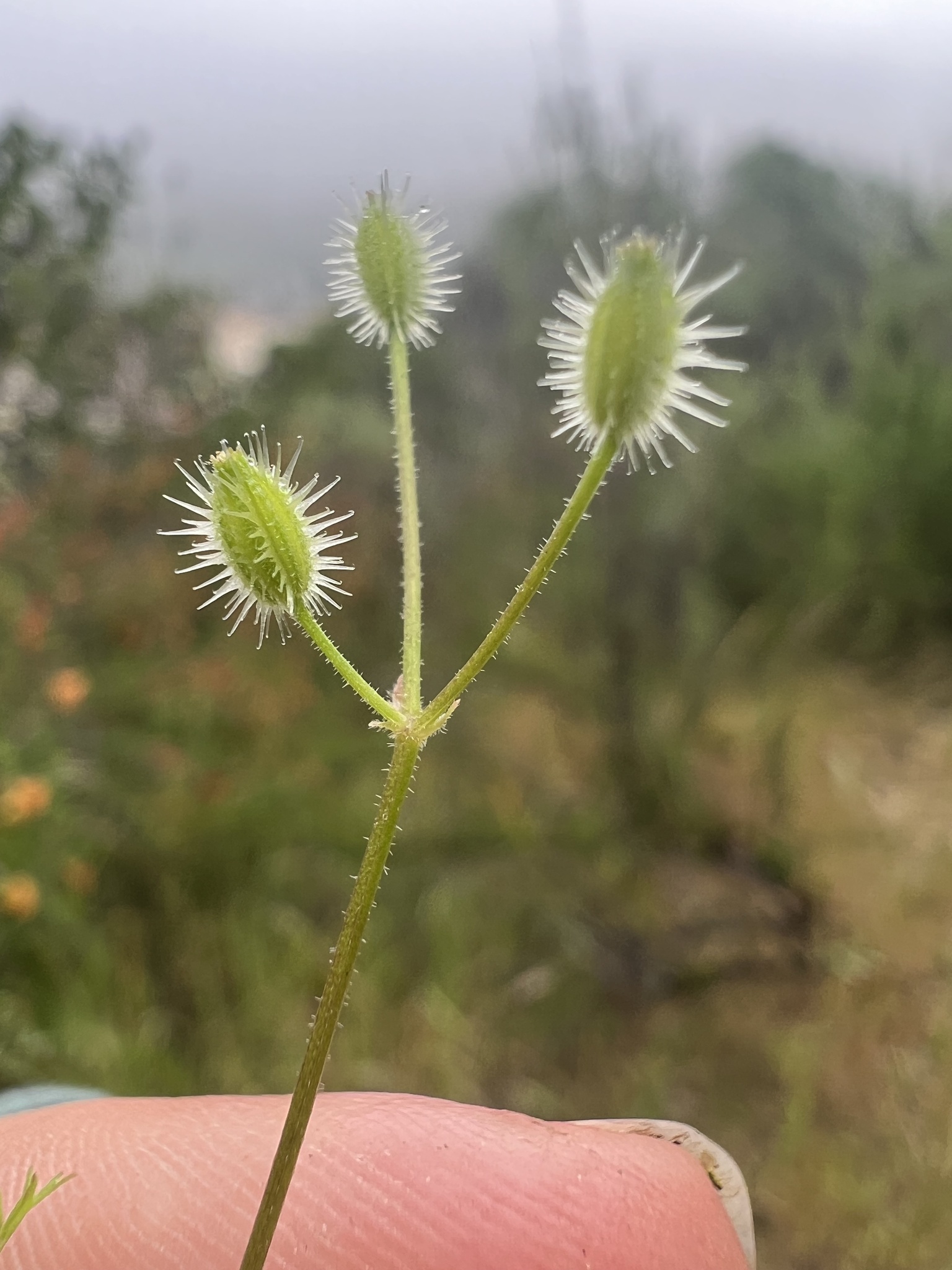 Yabea microcarpa (Hook. & Arn.) Koso-Pol.