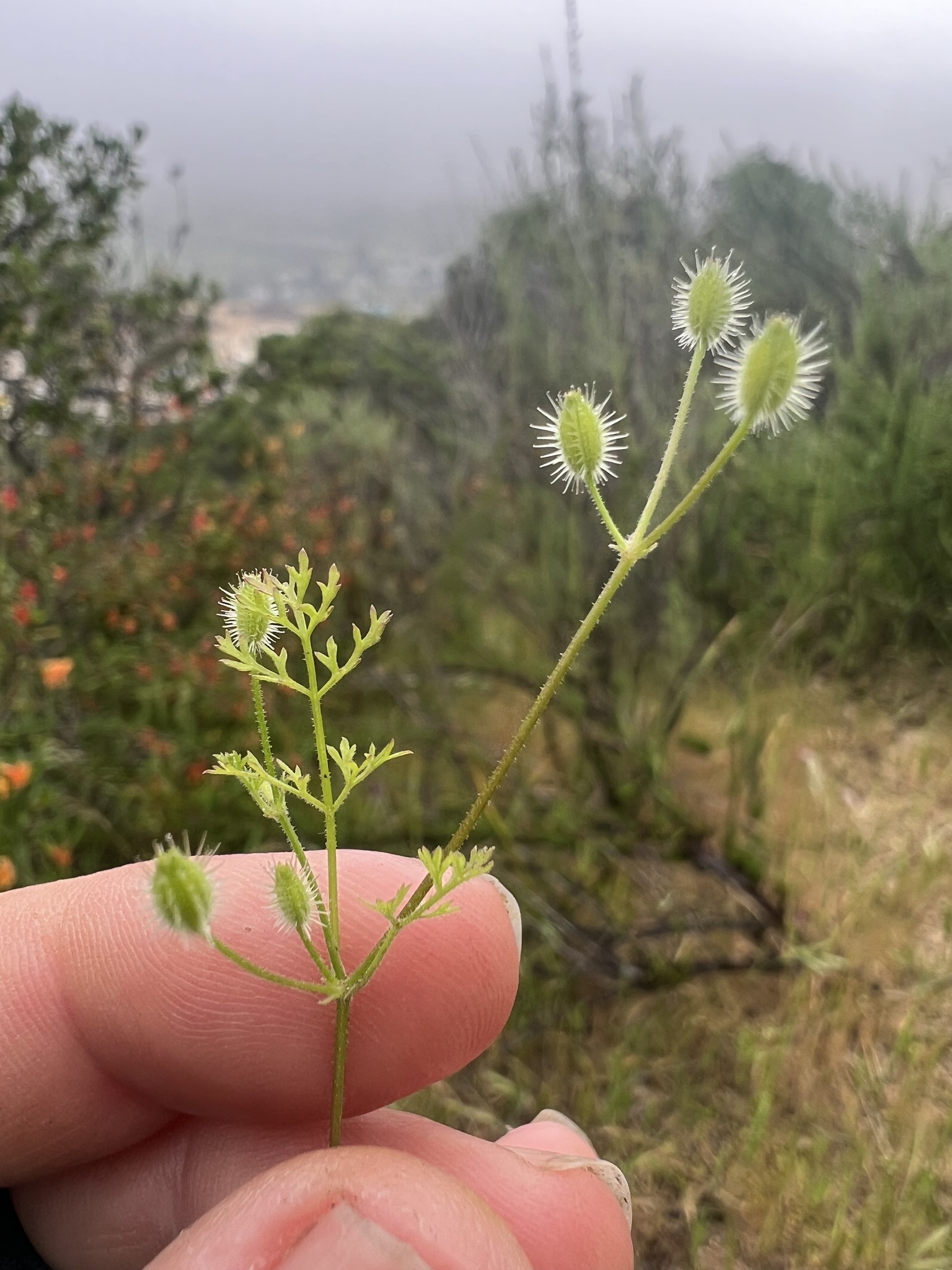 Yabea microcarpa (Hook. & Arn.) Koso-Pol.