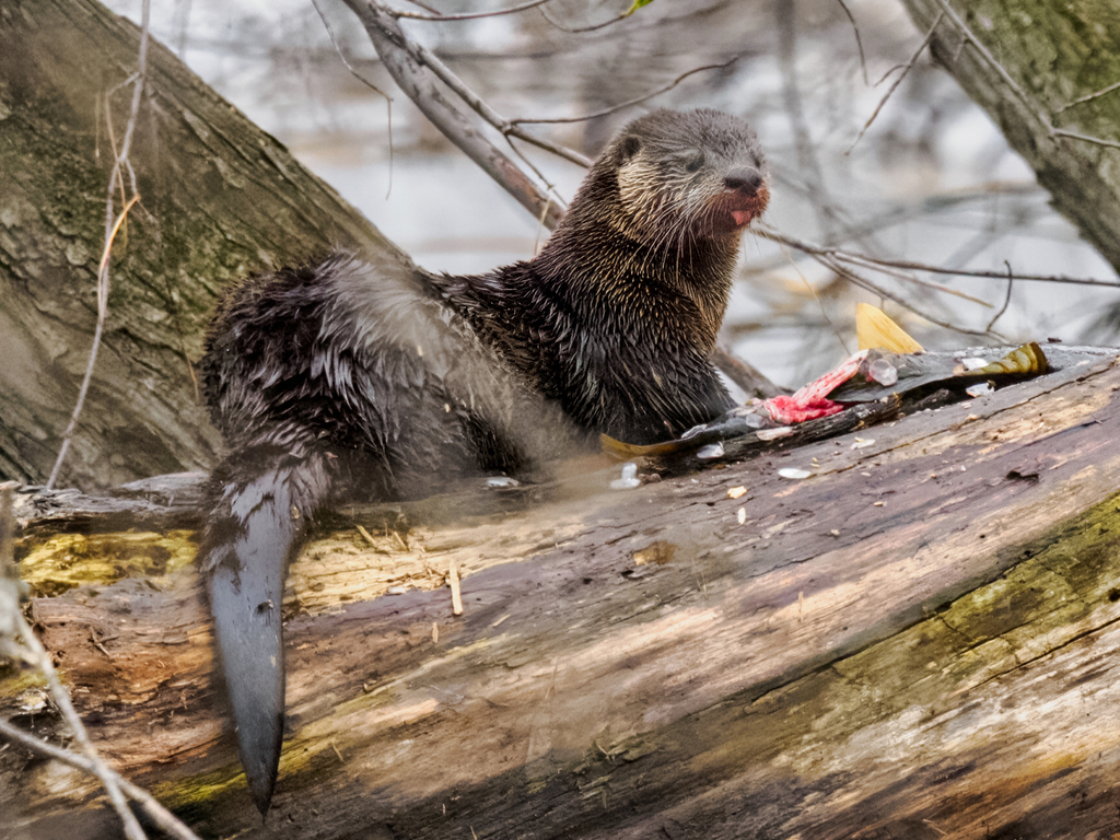 North American River Otter from Bloomington, MN, USA on April 28, 2023 ...