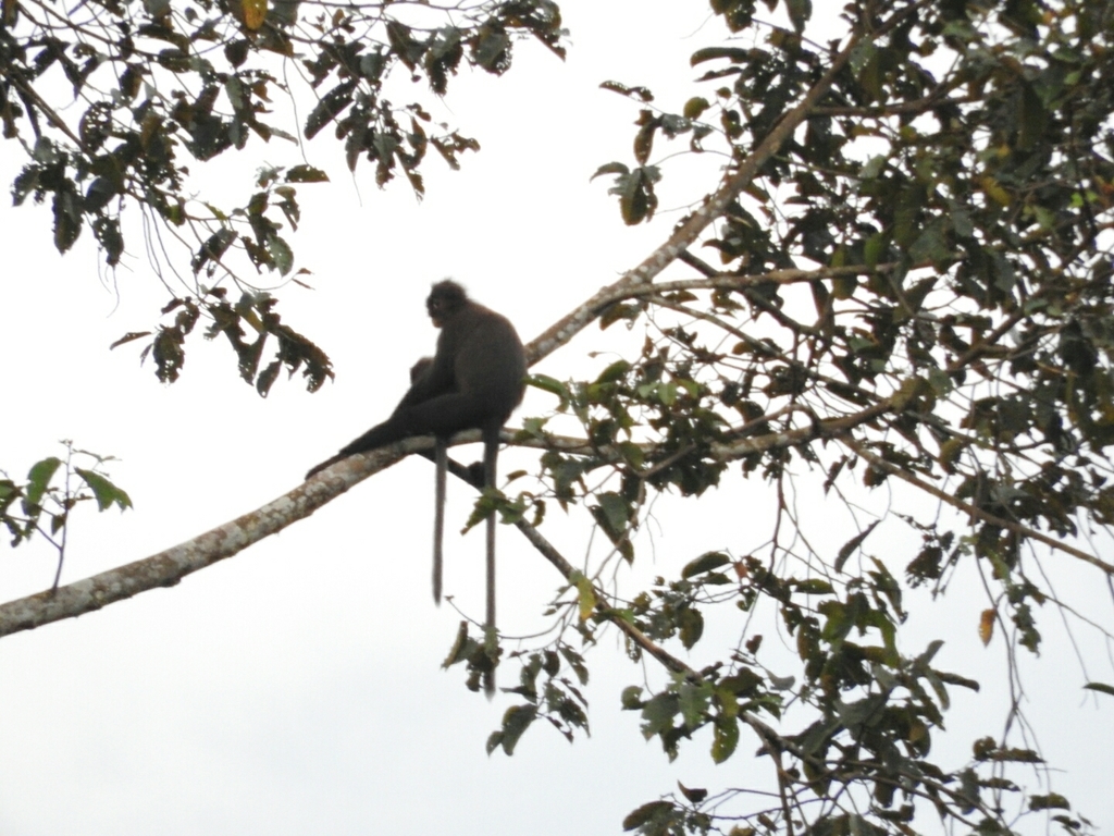 White-fronted Surili (Presbytis frontata) - Know Your Mammals