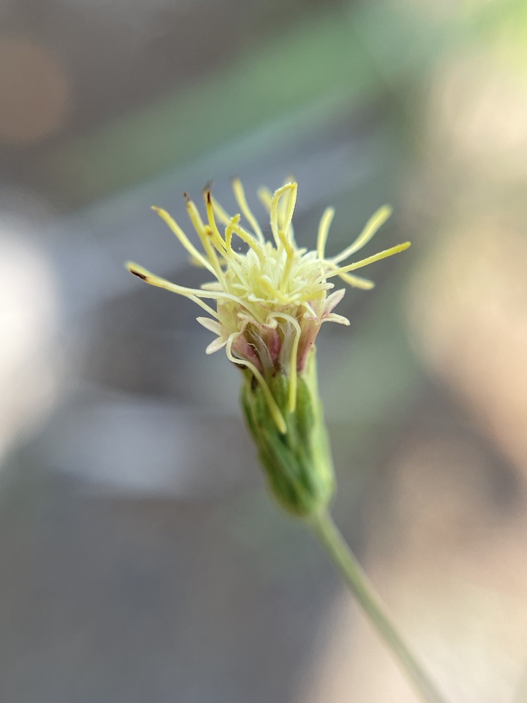 Florida brickell-bush from Zoo Miami, Miami, FL, US on April 28, 2023 ...
