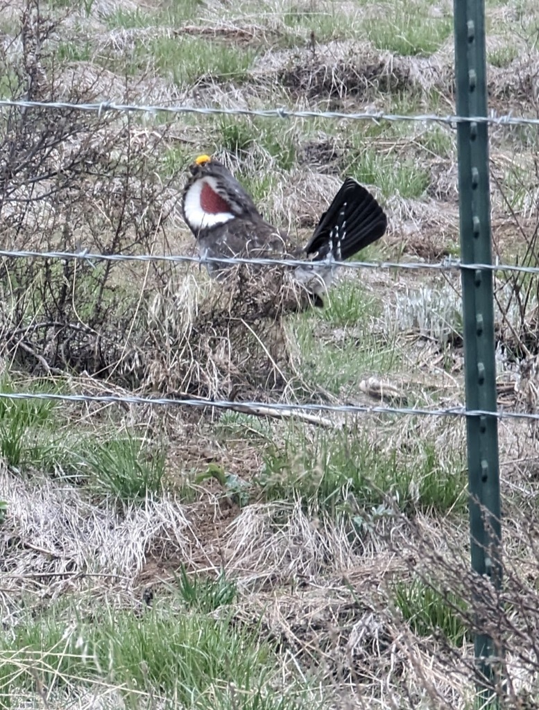 Dusky Grouse from Okanogan County, WA, USA on April 21, 2023 at 07:17 ...