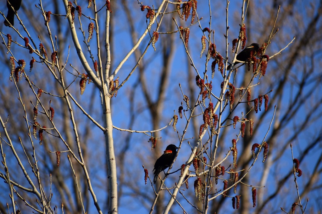 Red-winged Blackbird from Rosemère, QC, Canada on April 28, 2023 at 06: ...