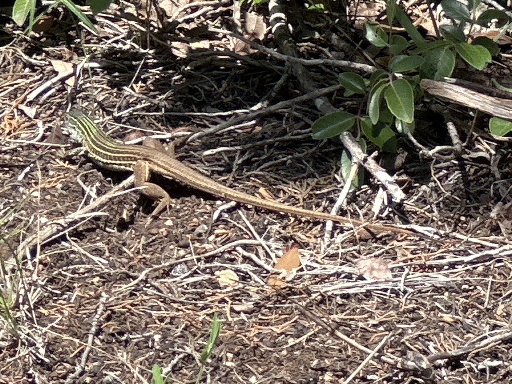 Common Spotted Whiptail from Bexar County, US-TX, US on April 28, 2023 ...