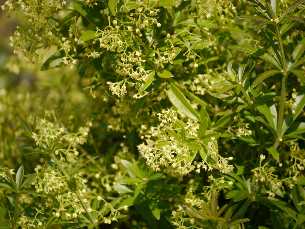 Wild Madder from Carretera de Valldemossa, km 7.5, 07122 Palma, Illes ...