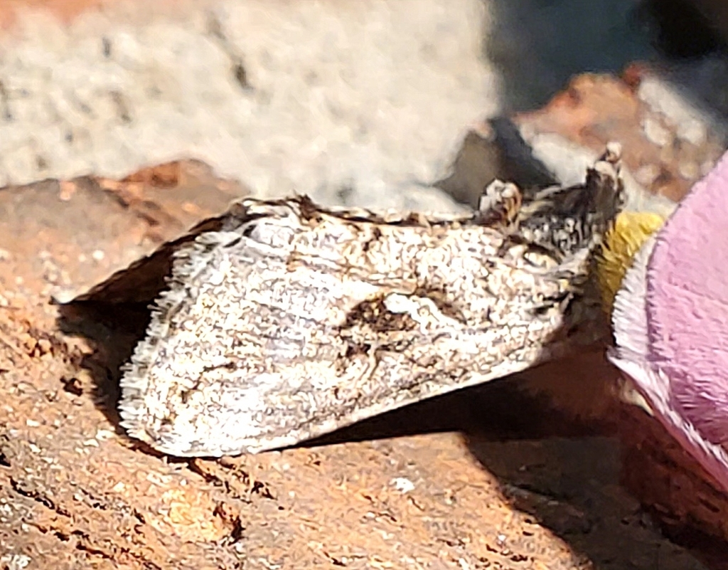 Cabbage Looper Moth from Tallassee, AL 36078, USA on April 28, 2023 at 05:59 AM by Bob Reed ...