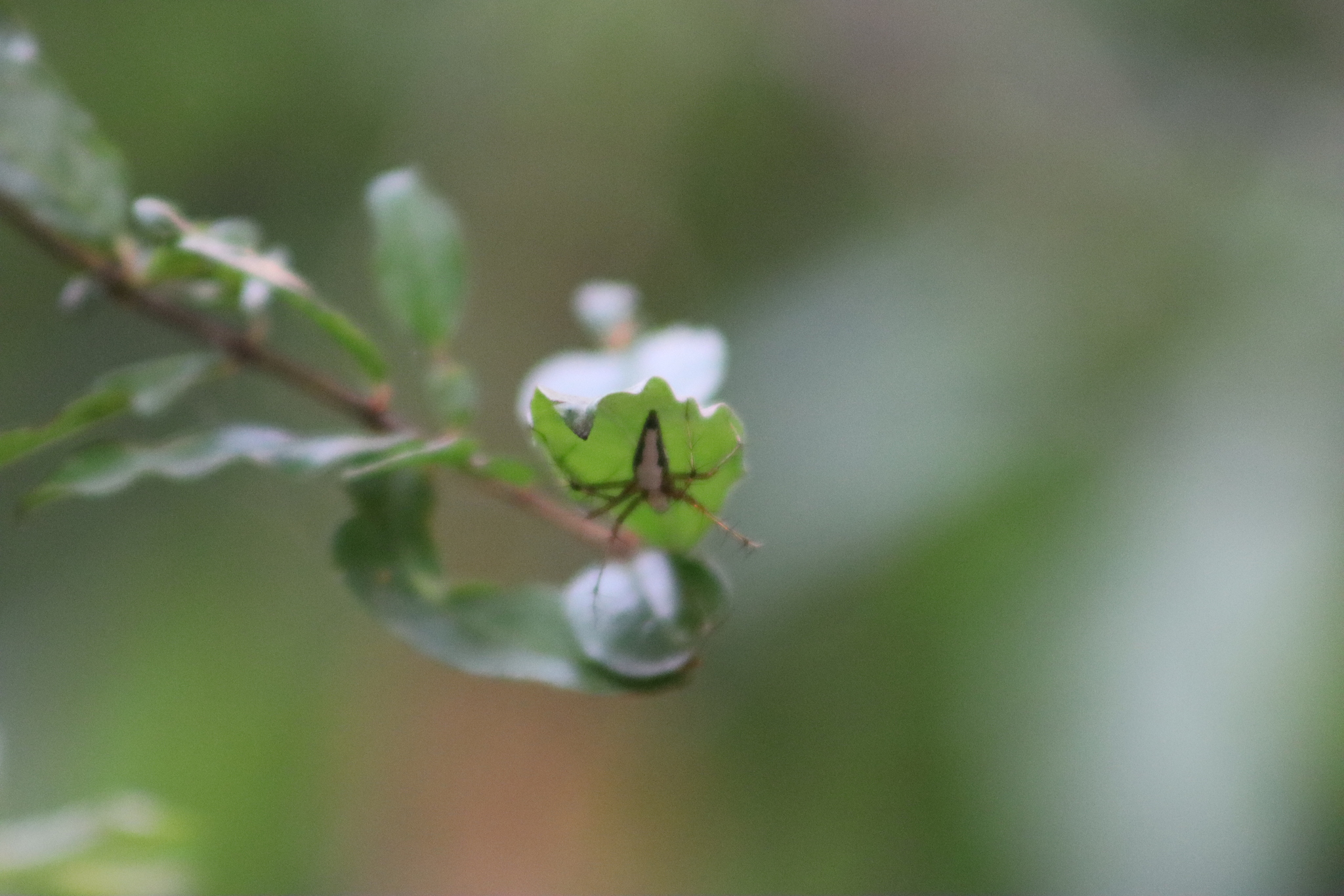Oxyopes shweta Tikader, 1970