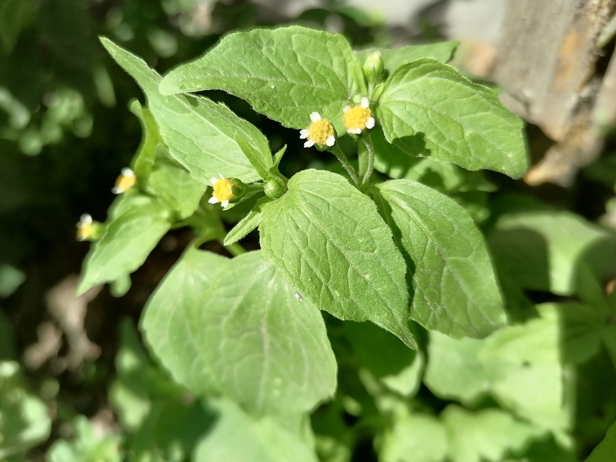 Galinsoga parviflora Cav.
