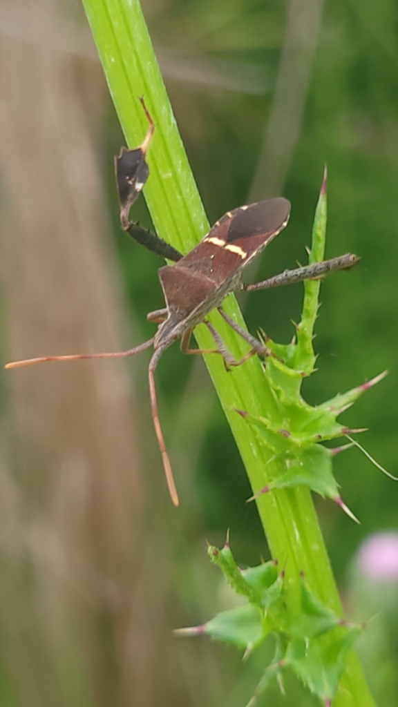 Eastern Leaf-footed Bug from Sarasota, FL 34240, USA on April 28, 2023 ...