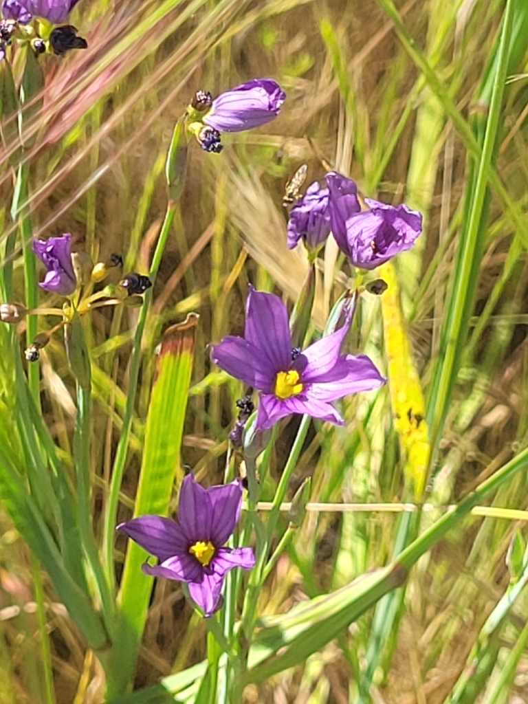 western blue-eyed grass from Harbison Canyon, CA, USA on April 28, 2023 ...
