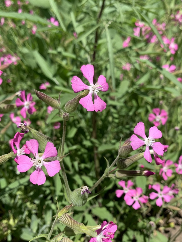 Silene subconica from Sulaymaniyah, Iraq on April 28, 2023 at 11:10 AM ...