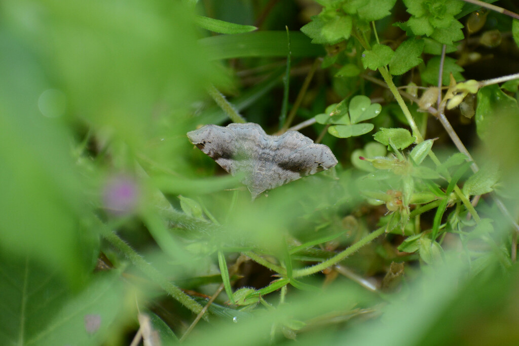 Six-spotted Gray from Northwest Raleigh, Raleigh, NC, USA on April 28 ...