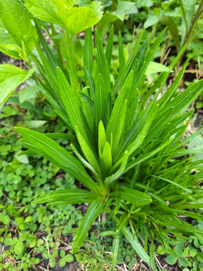 plants from Poplar Level, Louisville, KY, USA on April 28, 2023 at 01: ...