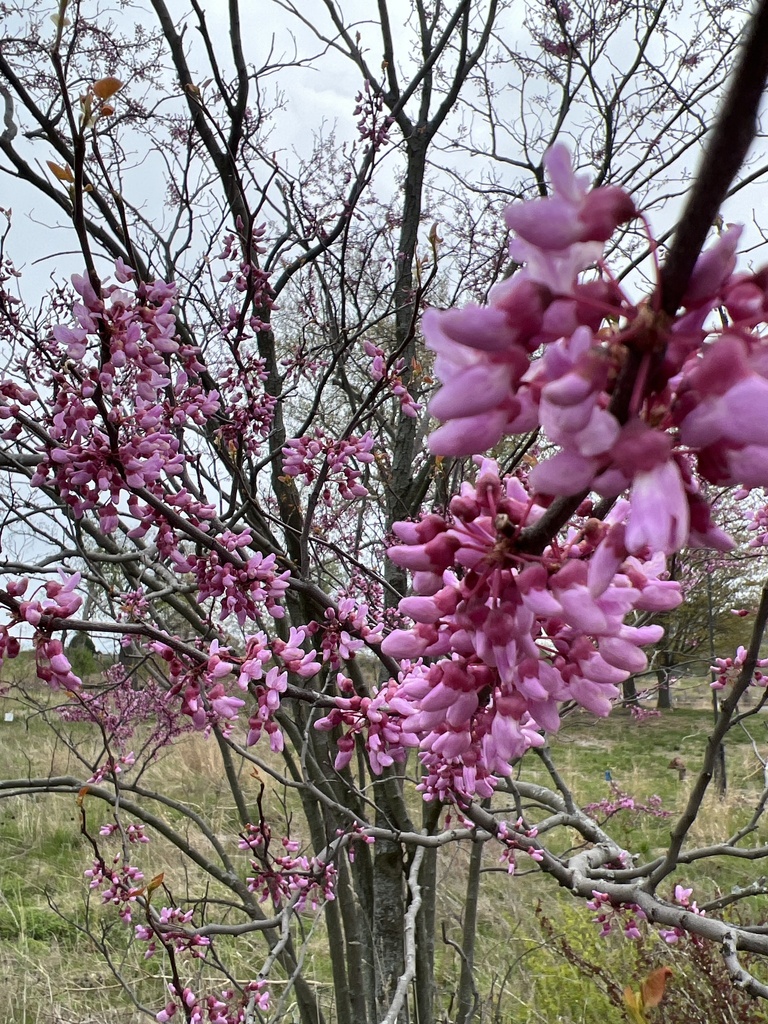 eastern redbud from Lincoln Park, Chicago, IL, US on April 28, 2023 at ...