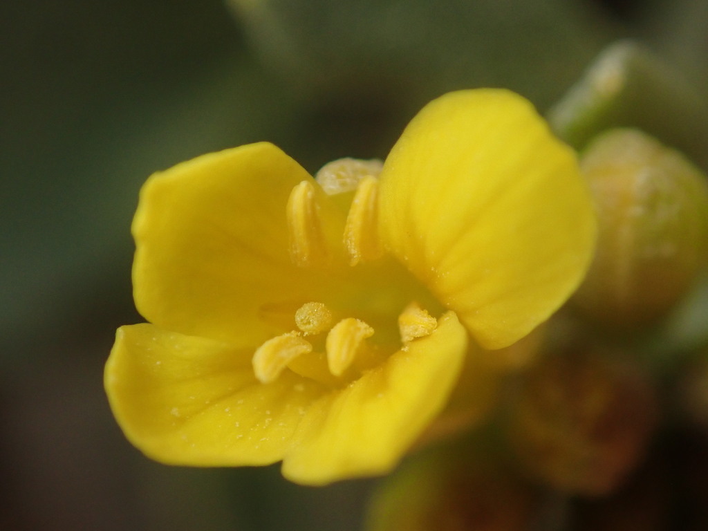 Double Bladderpod from Mesa, Colorado, United States on April 24, 2023 ...