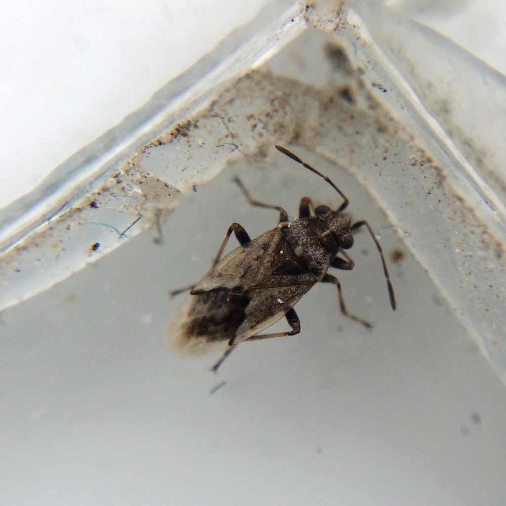 Wheat Bug from Governors Bay 8971, New Zealand on October 15, 2018 at ...