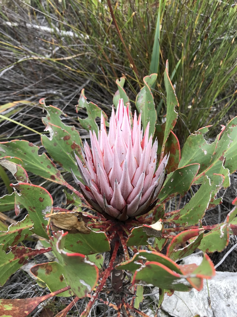 King Protea from Fernkloof Nature Reserve, Greater Hermanus, WC, ZA on ...