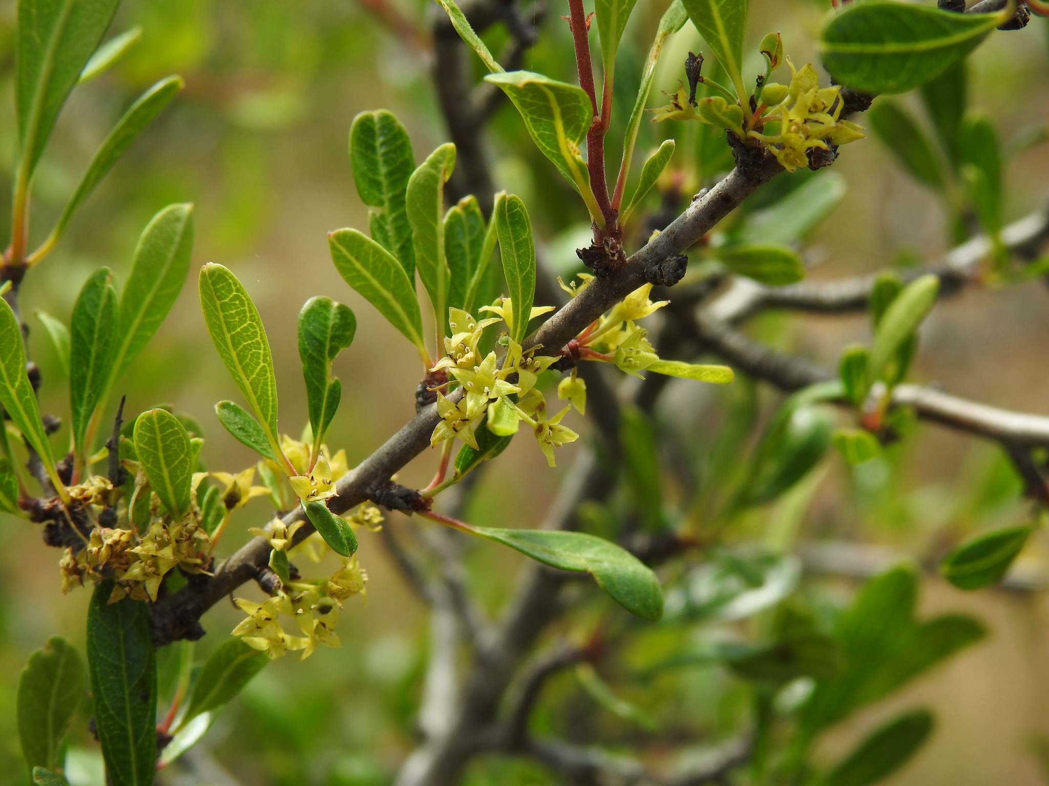 Rhamnus oleoides L.
