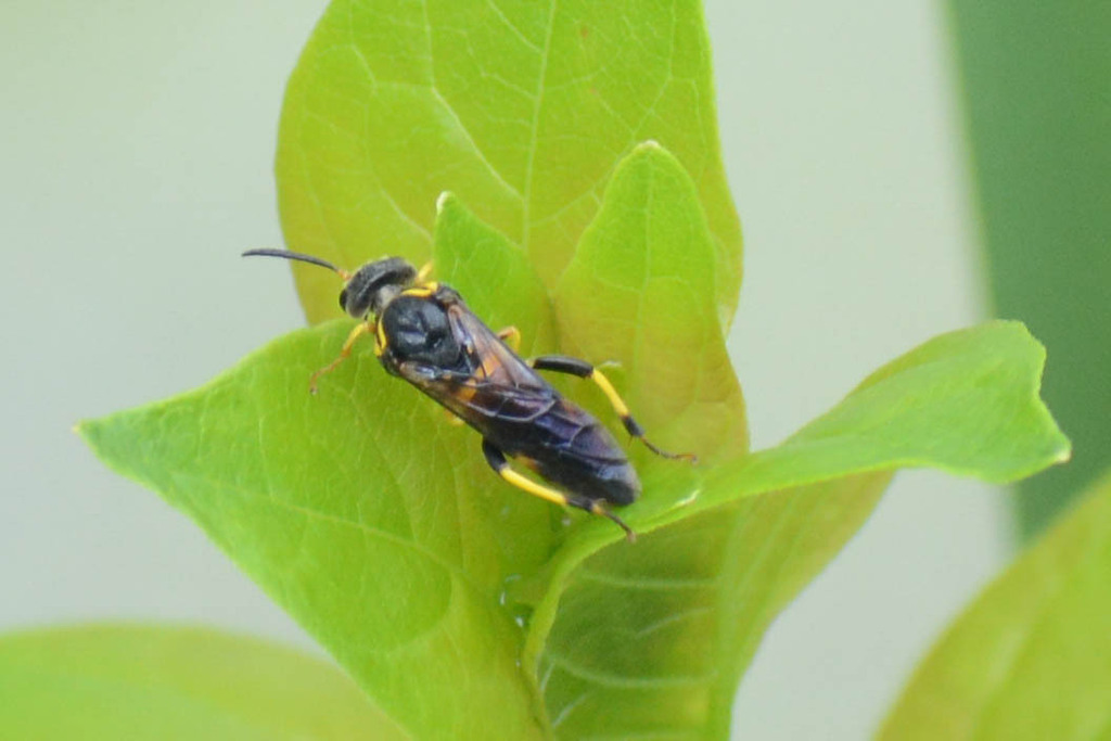 Ants, Bees, Wasps, and Sawflies from Northwest Raleigh, Raleigh, NC ...