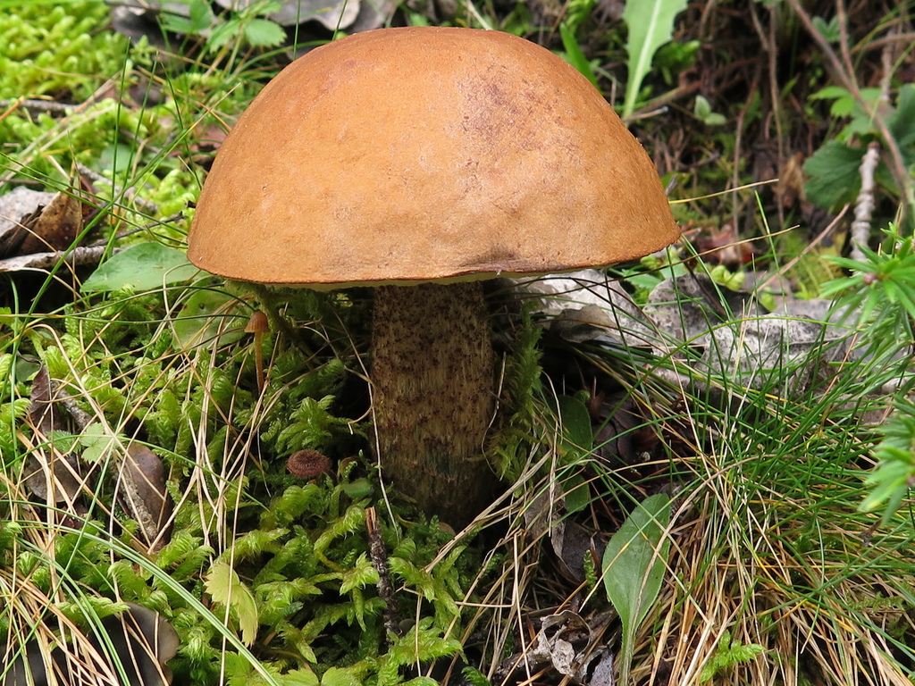 aspen bolete from Arteaga, Coah., México on October 06, 2018 at 03:49 ...