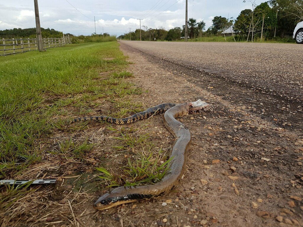 False Water Cobra from Careiro - AM, Brasil on May 14, 2018 at 07:33 AM ...