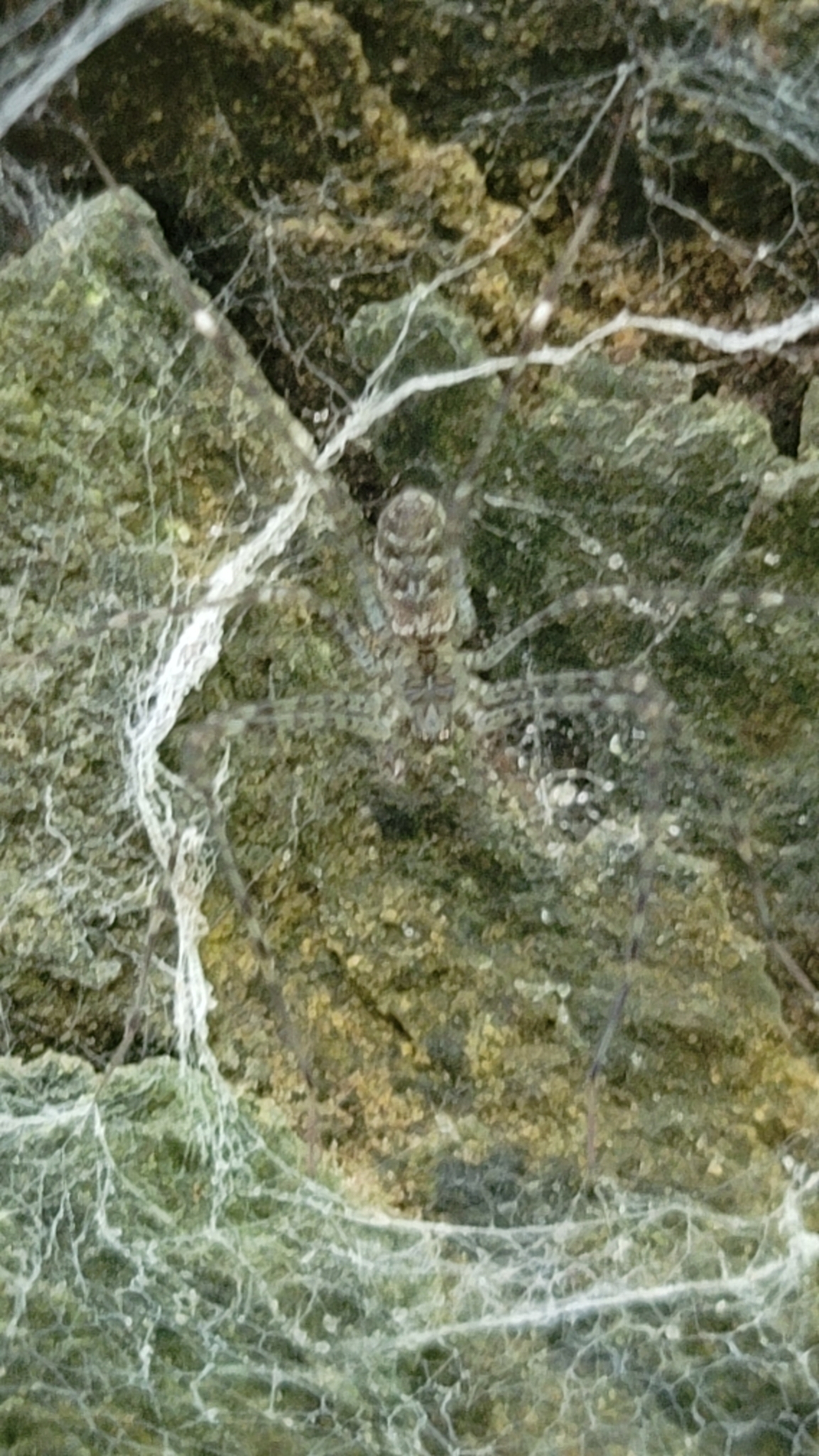 Hypochilidae