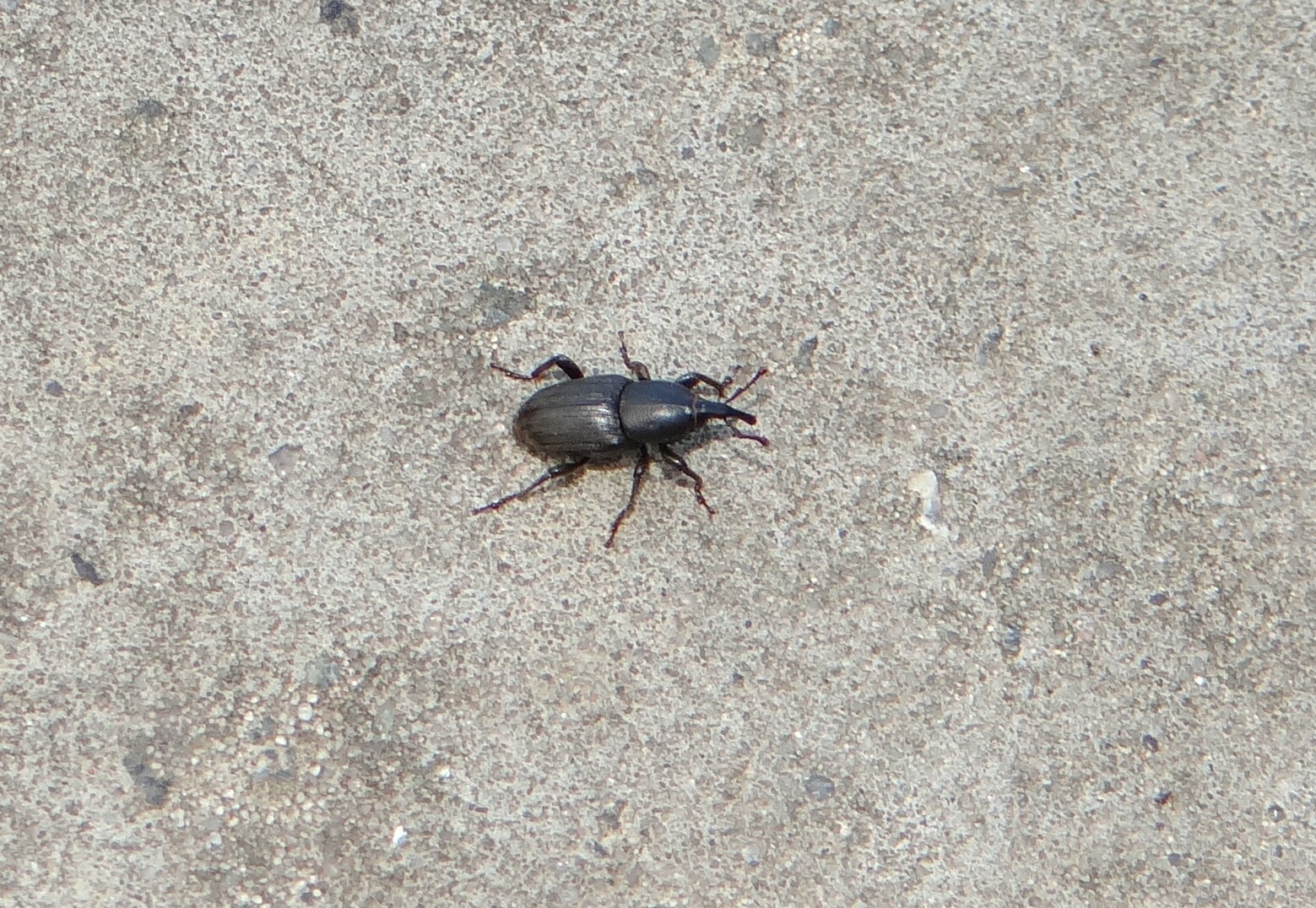 Sphenophorus striatopunctatus (J.A.E.Goeze, 1777)