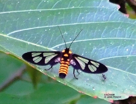 Ceryx guttulosa · iNaturalist