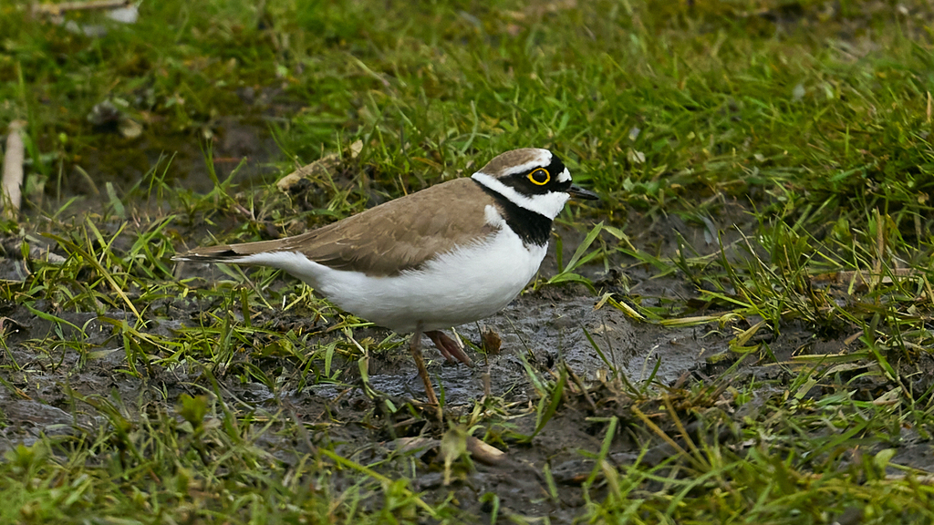 Little Ringed Plover from 6500 Vojens, Danmark on April 28, 2023 by ...