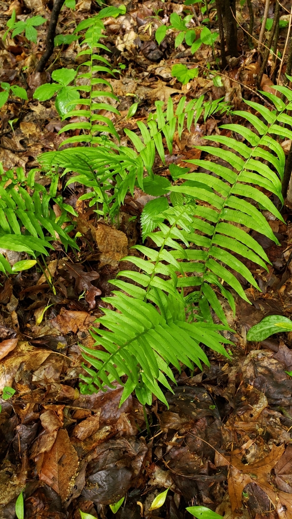 narrow-leaved glade fern from Hollyvilla, KY 40118, USA on April 28 ...
